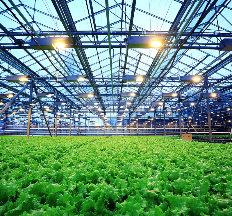 Greenhouse Management Consulting | Expert Crop Solutions