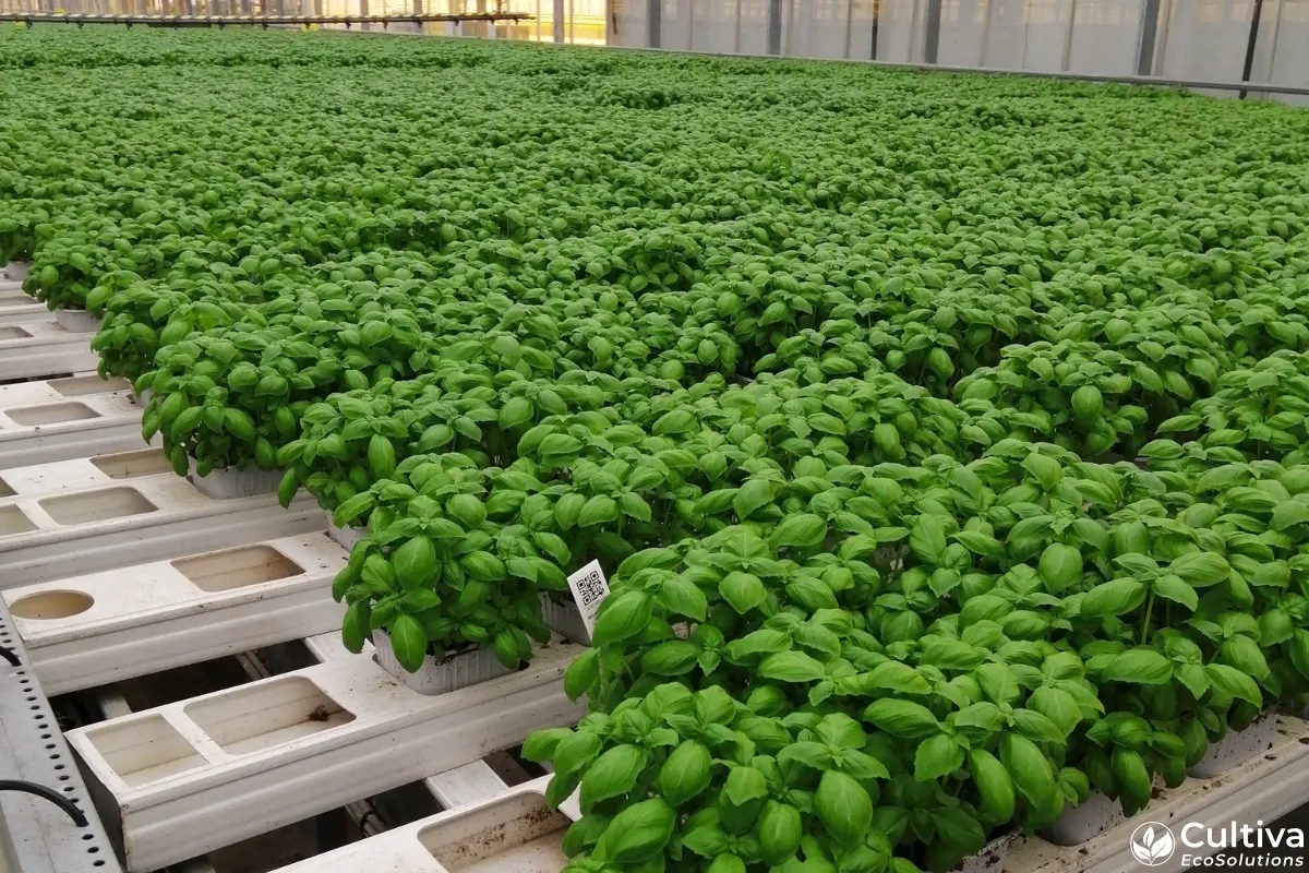 NFT Hydroponic Water Management: Flow, pH, EC, Temp