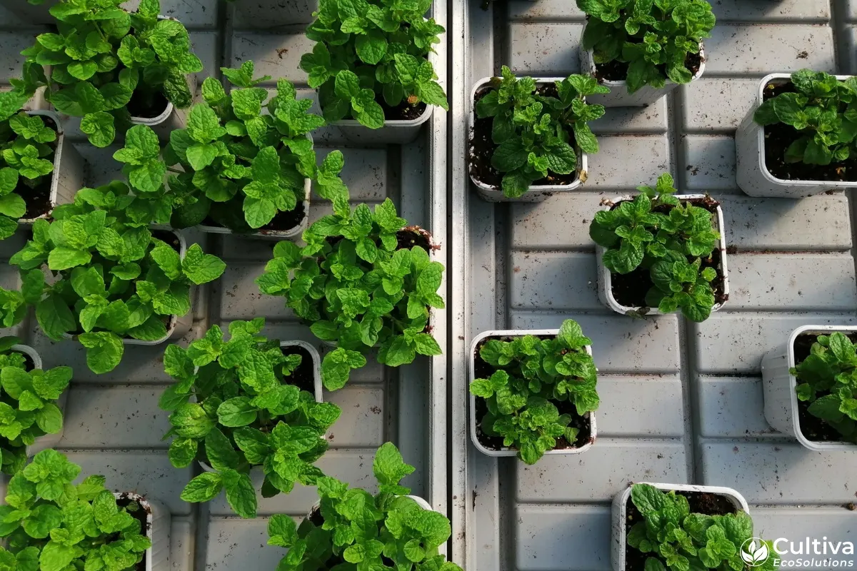 NFT Hydroponic Water Management: Flow, pH, EC, Temp